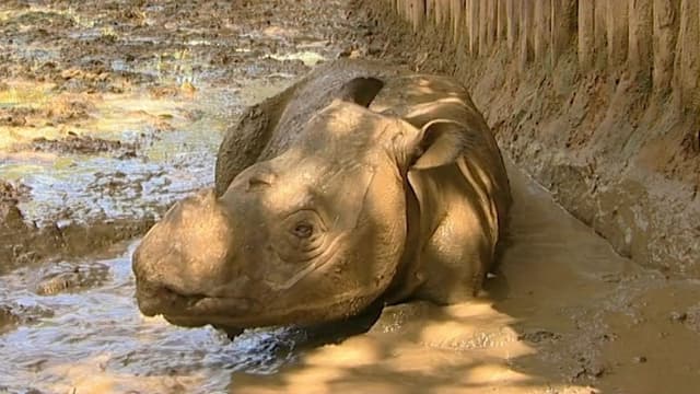 Watch Max's Big Tracks S01:E07 - Jungle Trek: In Search of t Free TV | Tubi